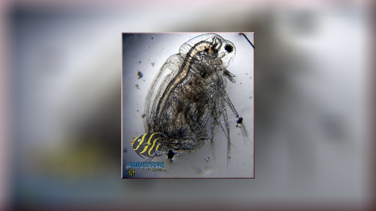 Moina salina Moina salina, saltwater daphnia