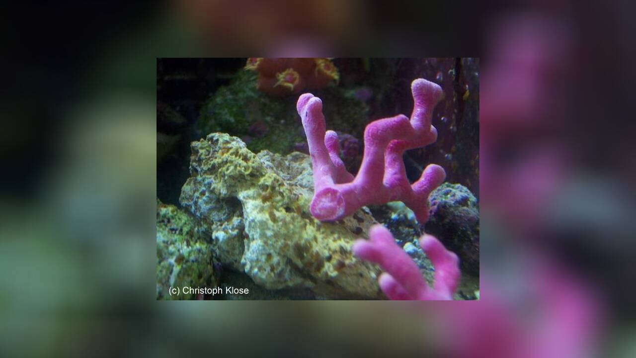 Distichopora violacea Filigrankoralle