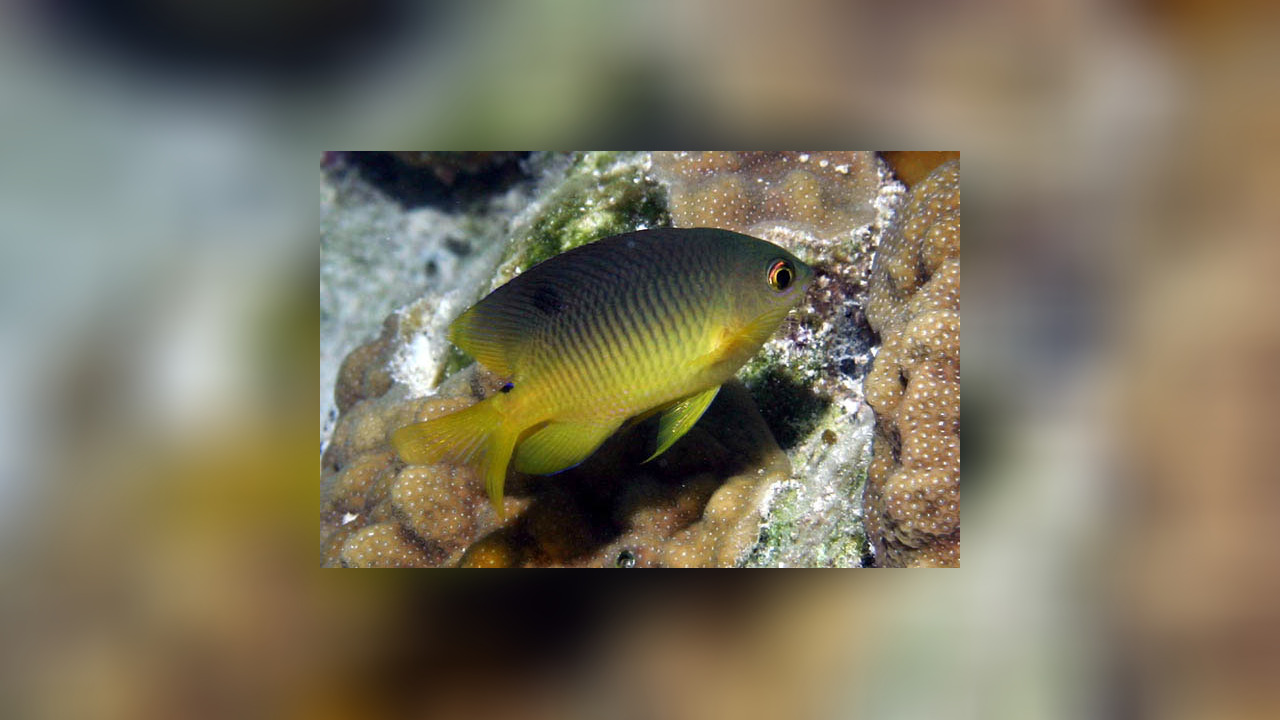 Stegastes variabilis cocoa damselfish