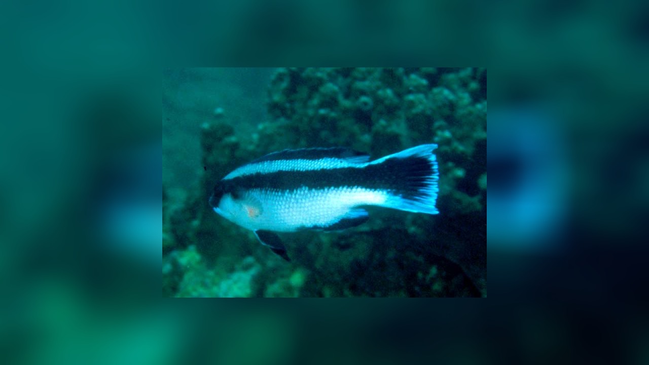 Bodianus macrognathos Giant hogfish