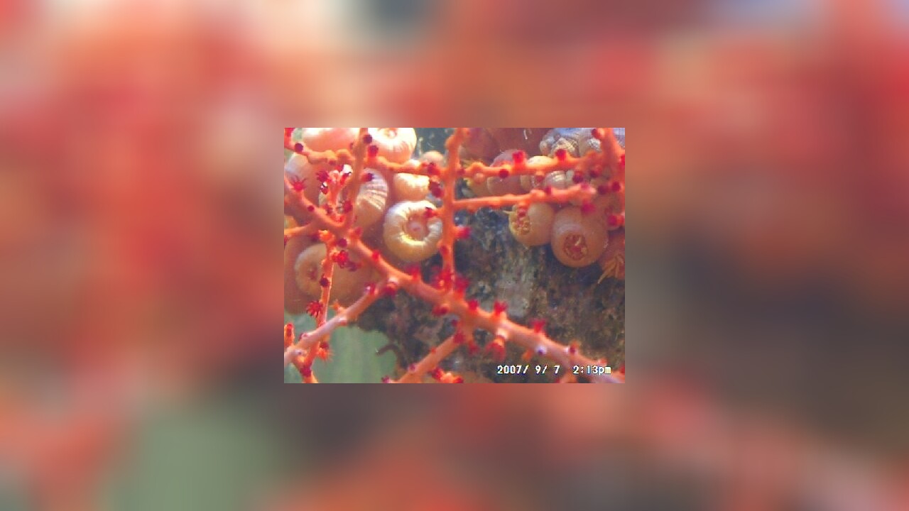 Swiftia exserta Red Polyp Octocoral or Orange Tree Gorgonian