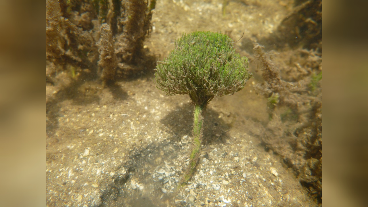 Penicillus capitatus Shaving Brush Alga
