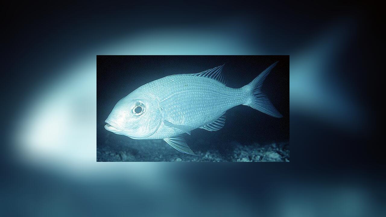 Gymnocranius grandoculis Robinson-Meerbrasse