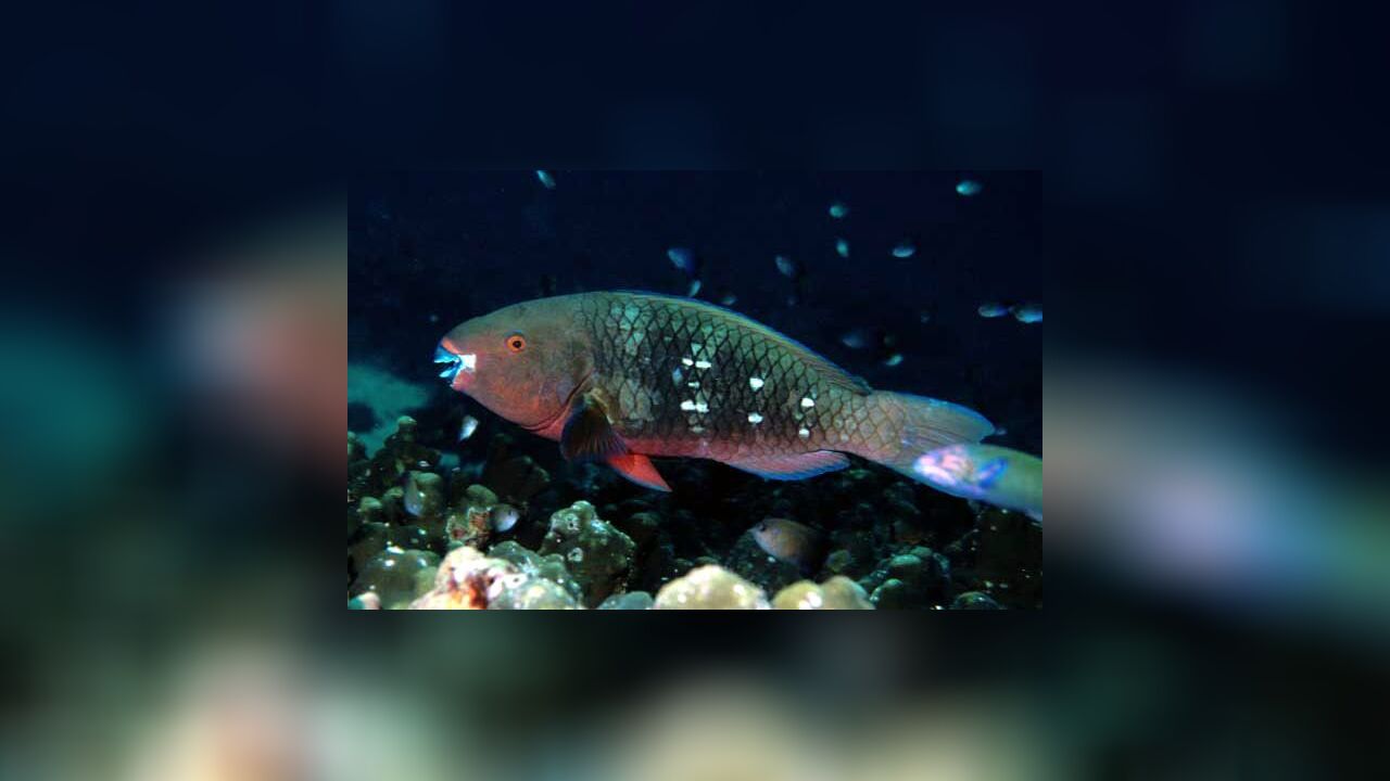 Scarus persicus Papageifisch