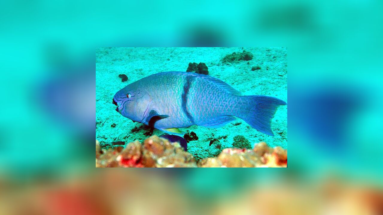 Scarus persicus Papageifisch