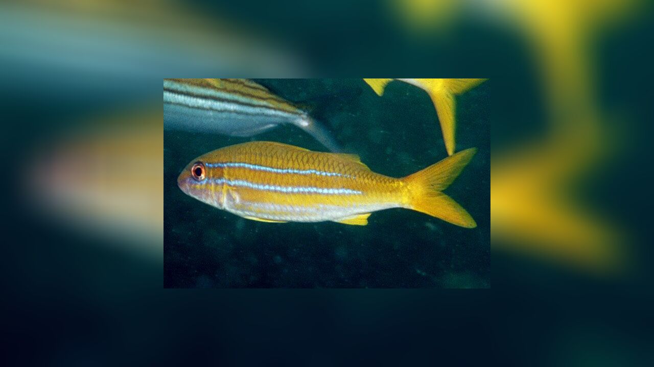 Mulloidichthys ayliffe Indian mimic goatfish