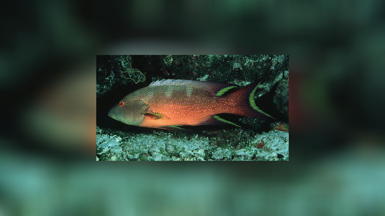 Variola louti Common Lyretail-cod, Coronation Grouper, Coronation Trout ...