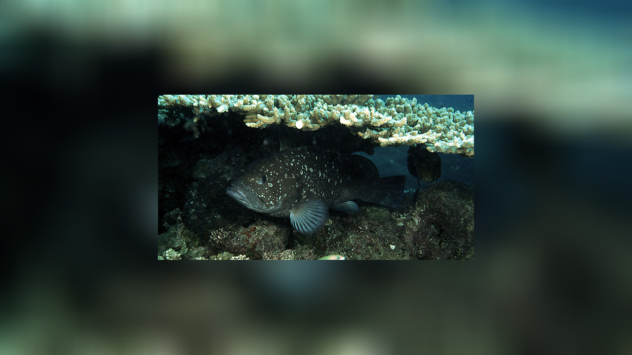 Epinephelus multinotatus Zackenbarsch