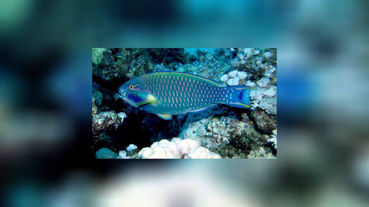 Chlorurus genazonatus Sinai parrotfish