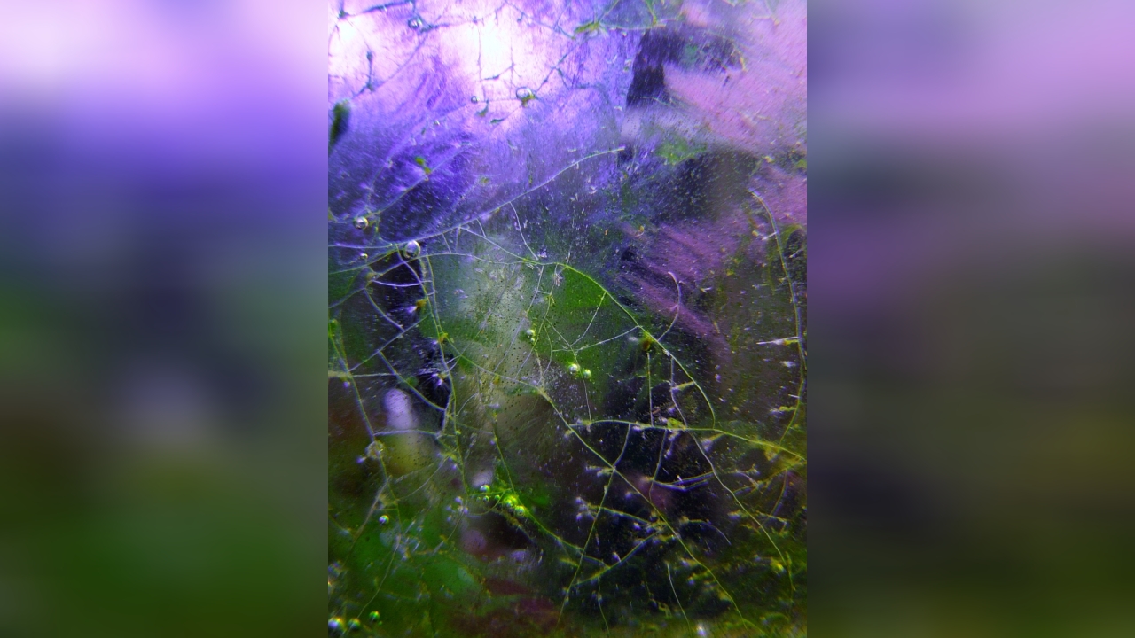 Hydrozoa sp.01 Hydrozoa