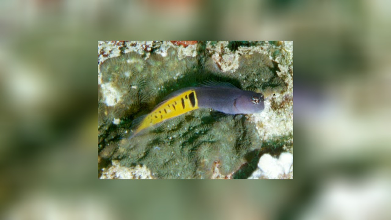 Ecsenius pulcher Ecsenius pulcher