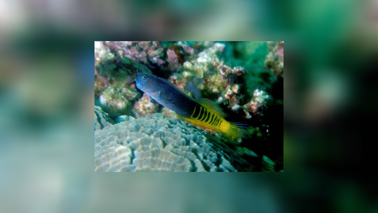 Ecsenius pulcher Ecsenius pulcher