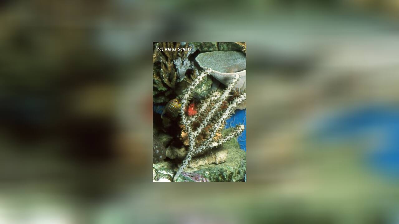 Eunicea sp. 01 Tree Gorgonian