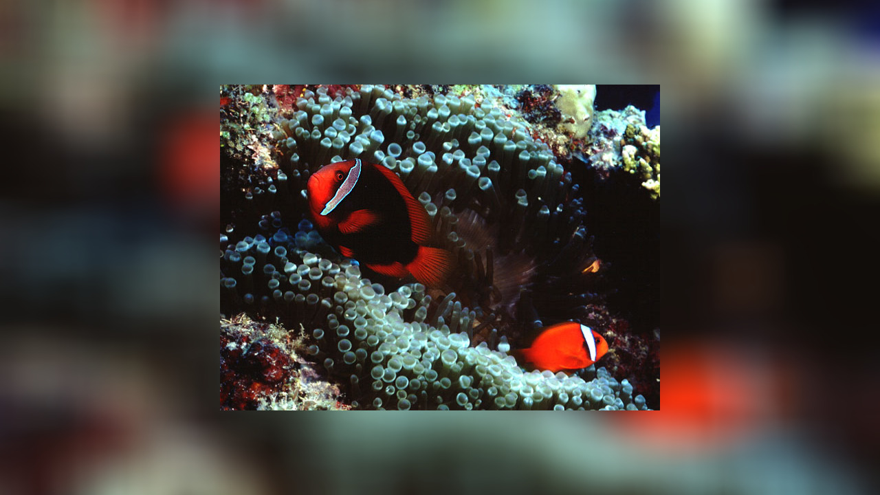 Amphiprion frenatus Blackback Anemonefish, Bridled Anemonefish, Fire ...