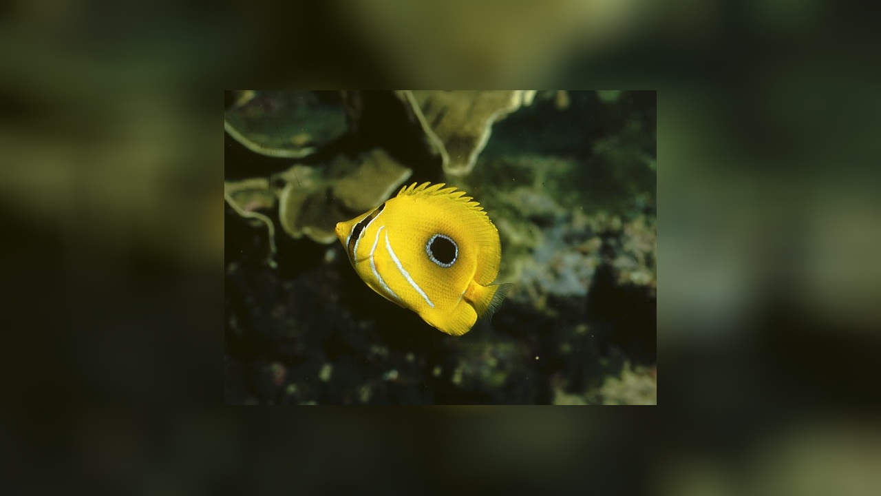 Chaetodon bennetti Archer Butterflyfish, Bennett's butterfly, Bennett's ...