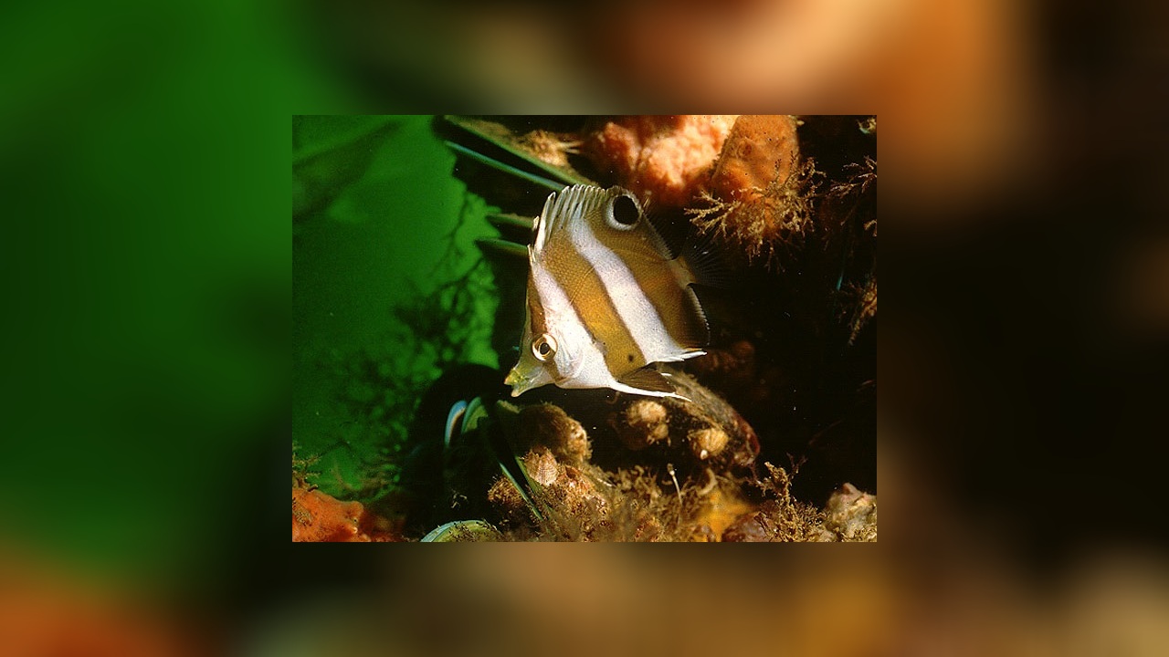 Roa modestus Brown-banded butterflyfish