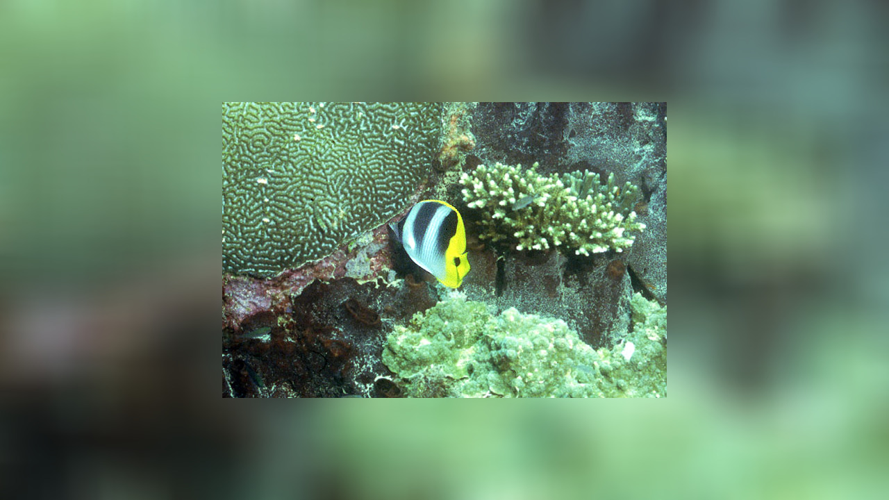 Chaetodon ulietensis Pacific Double-saddle Butterflyfish, Pacific ...