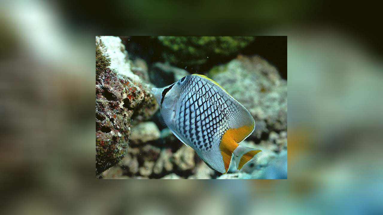 Chaetodon xanthurus Gitter-Orangenfalterfisch