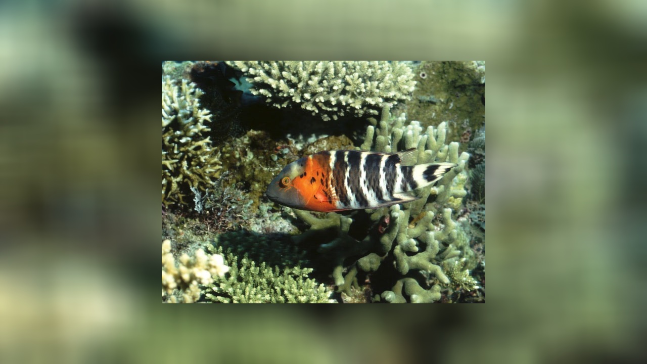 Cheilinus fasciatus Banded maori wrasse, Floral wrasse, Red-banded ...