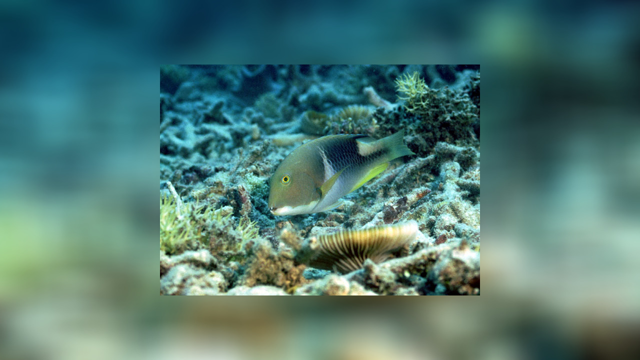 Choerodon anchorago Anchor trunkfish, Anchor tuskfish, Orange-dotted ...