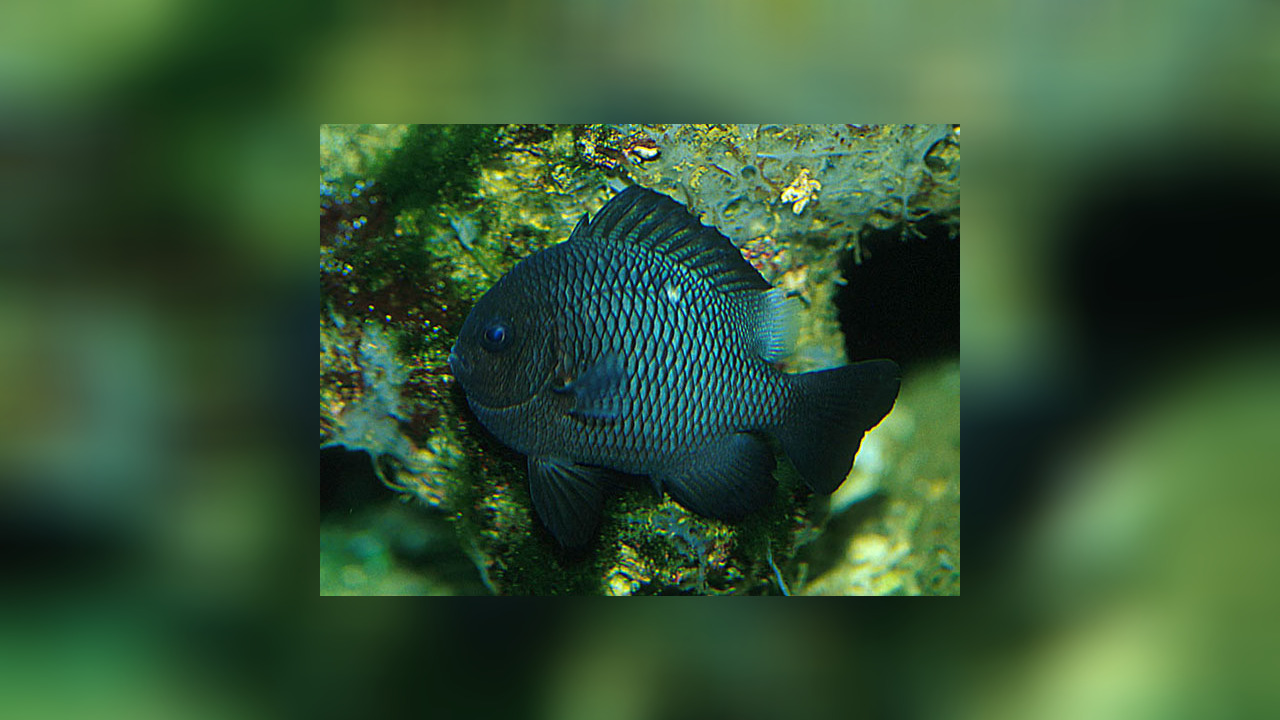 Dascyllus trimaculatus Threespot dascyllus