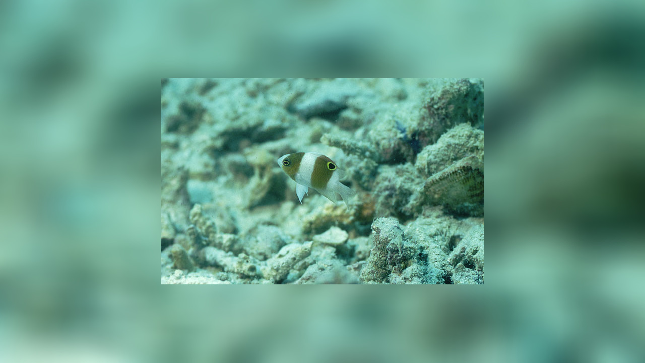 Dischistodus prosopotaenia Honey-head damsel, Honey-breast Damsel ...