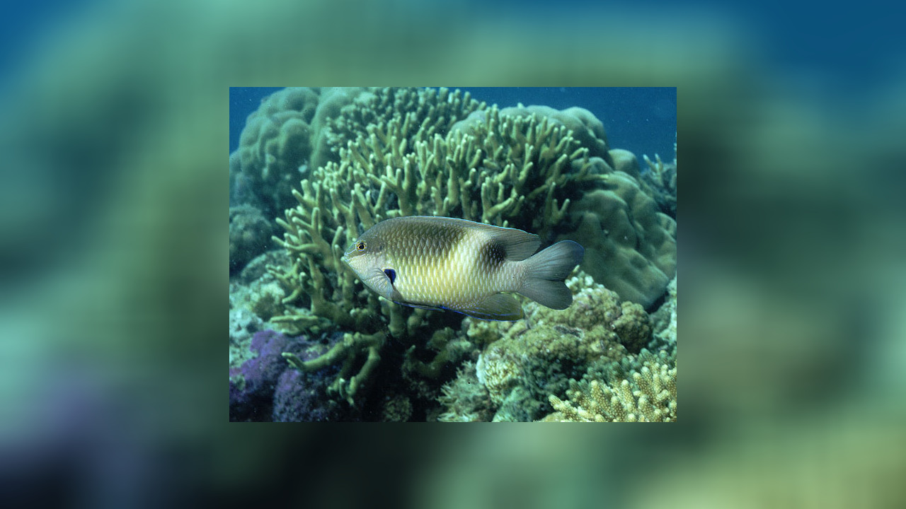 Dischistodus prosopotaenia Honey-head damsel, Honey-breast Damsel ...