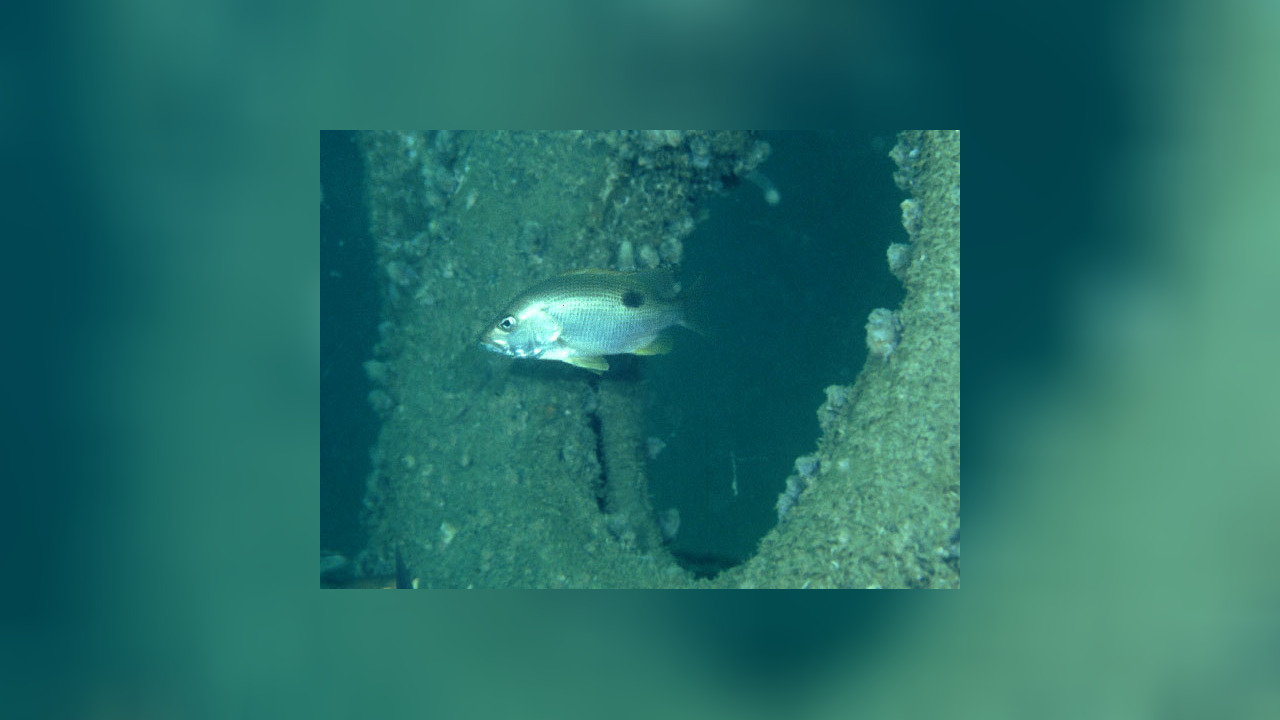 Lutjanus johnii John's snapper