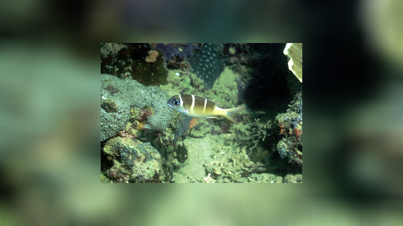 Monotaxis grandoculis Bigeye Barenose, Bigeye Bream, Big-eye Bream ...