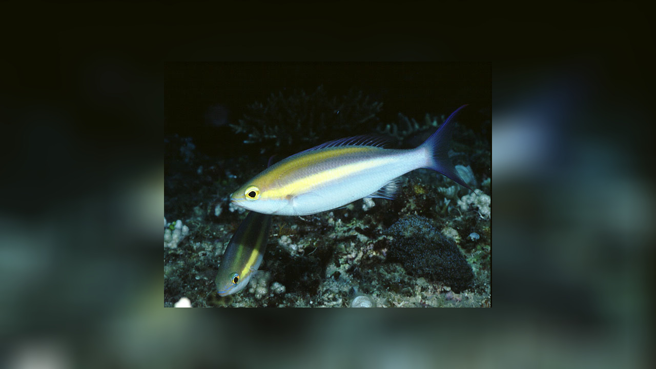 Pentapodus emeryii Blue Whiptail, Double Whiptail, Purple Threadfin ...