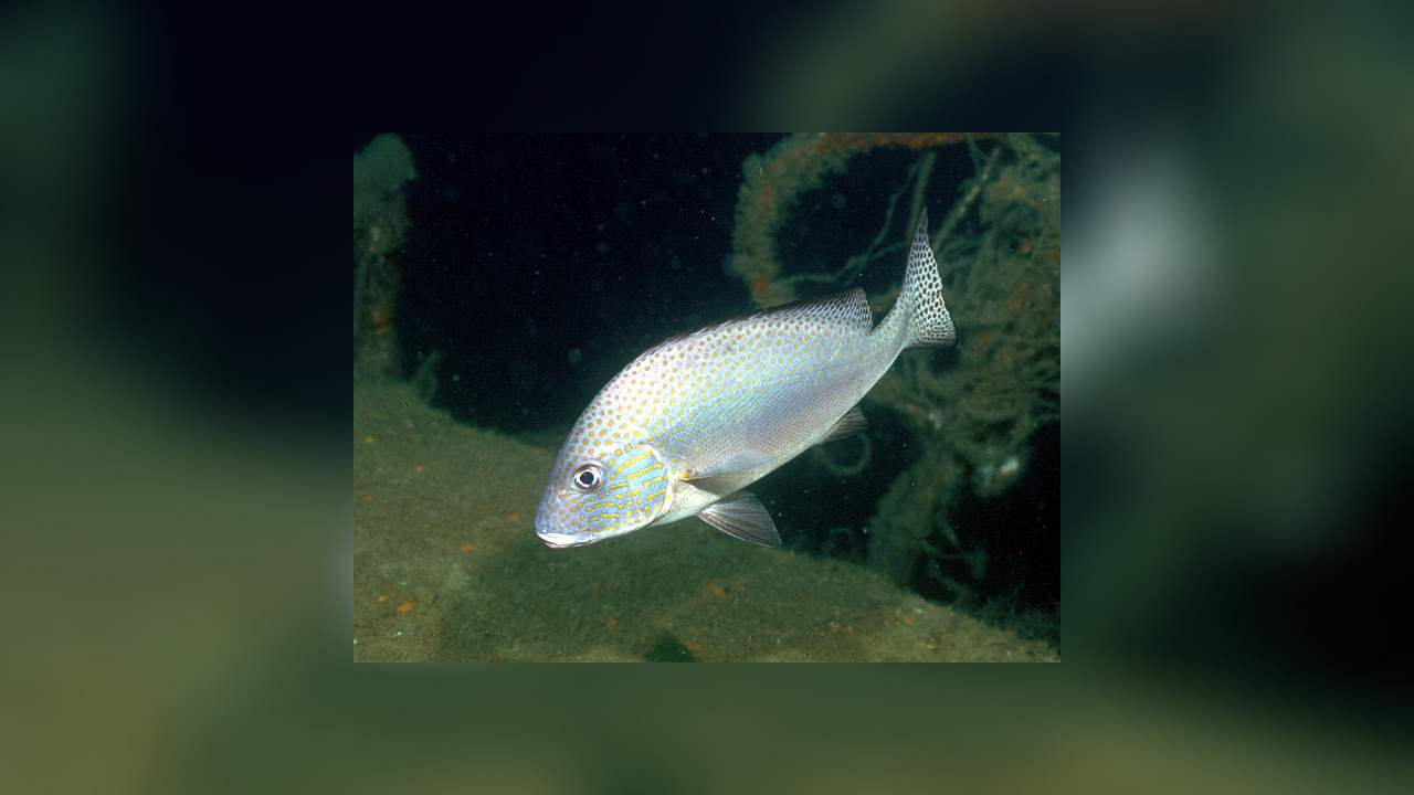 Plectorhinchus flavomaculatus Goldspotted Sweetlips , Lemonfish, Gold ...