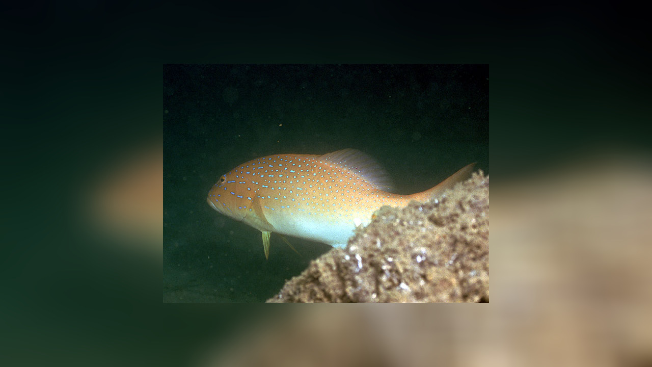 Plectropomus maculatus Spotted coralgrouper