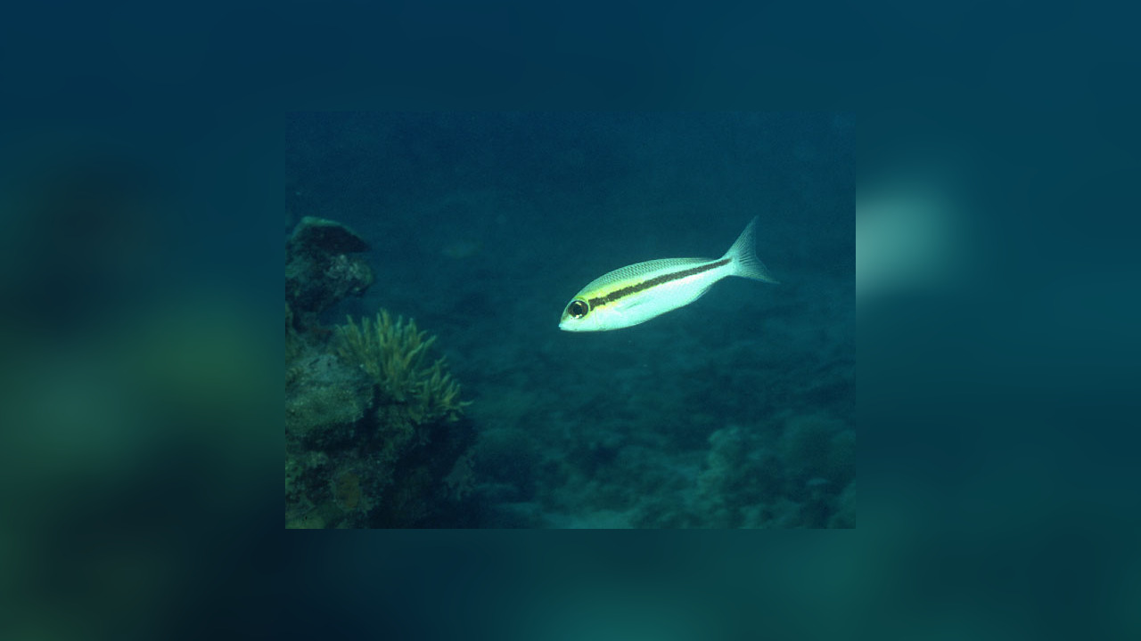 Scolopsis affinis Bridled Monocle Bream, Large-eyed Spinecheek, Monocle ...