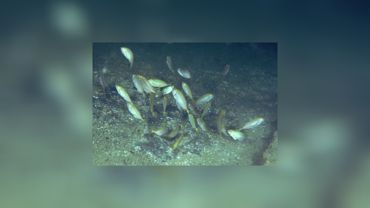 Siganus canaliculatus White-spotted spinefoot