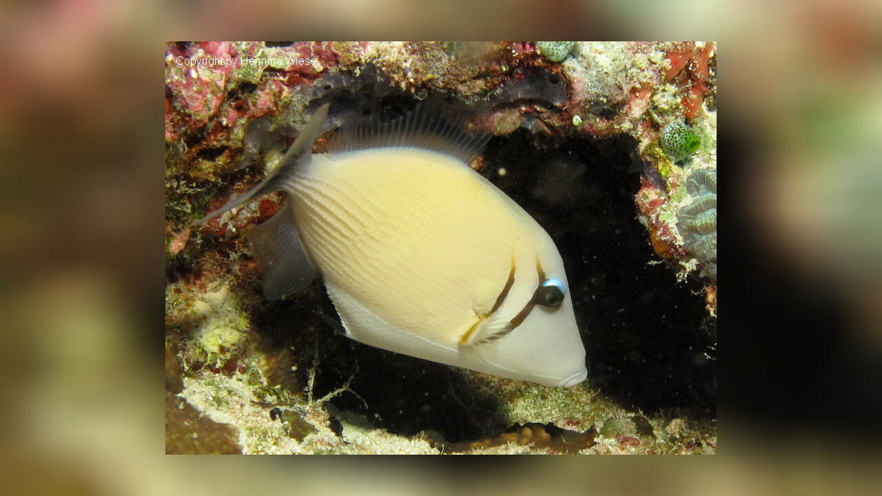 Sufflamen bursa Boomerang Triggerfish, Boomerang Trigger-fish, Lei ...