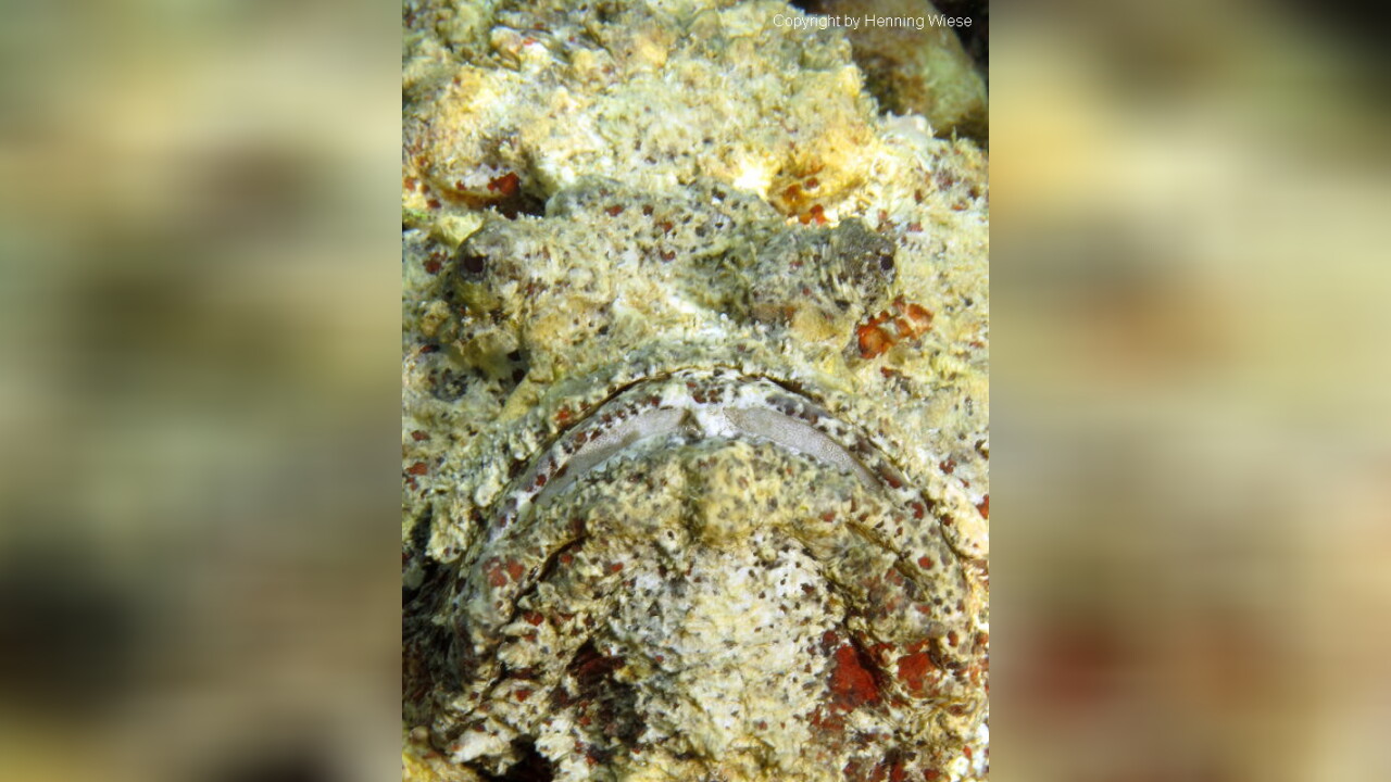 Synanceia verrucosa Steinfisch