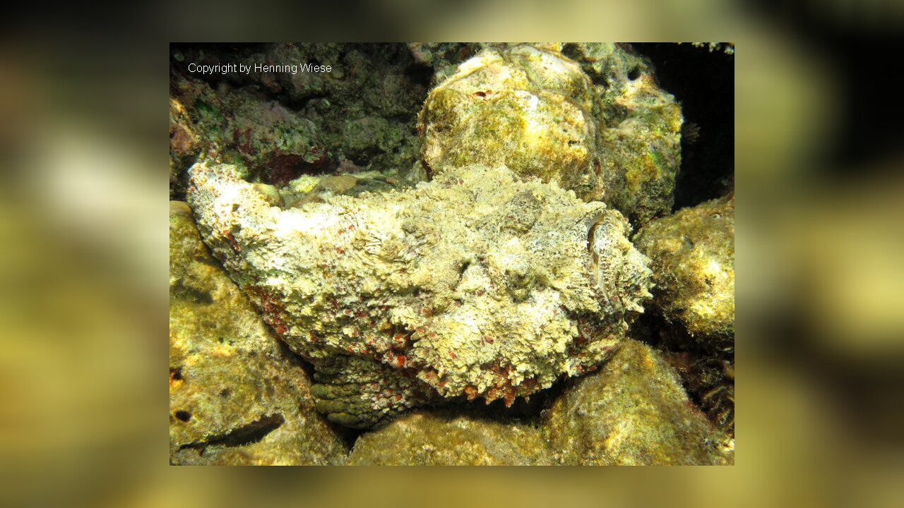 Synanceia verrucosa Steinfisch