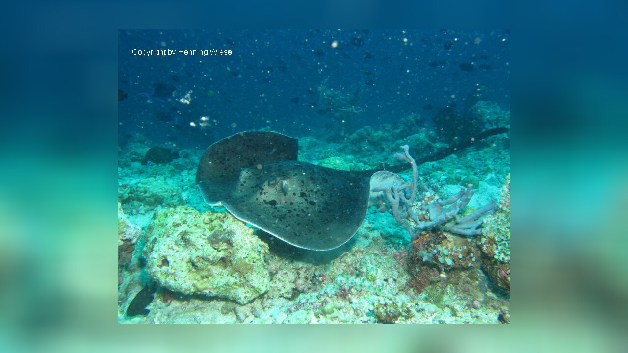 Taeniurops meyeni Black-blotched Stingray, Black-spotted Stingray ...