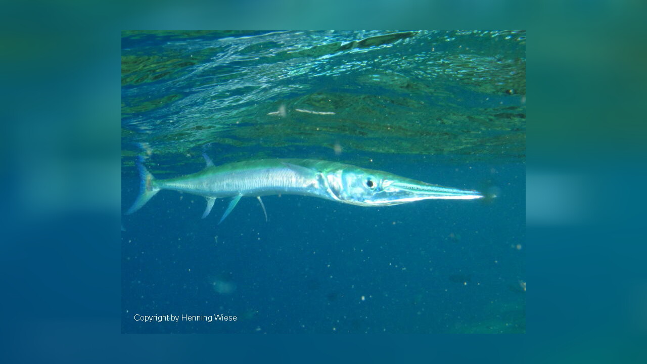 Tylosurus crocodilus Hound needlefish