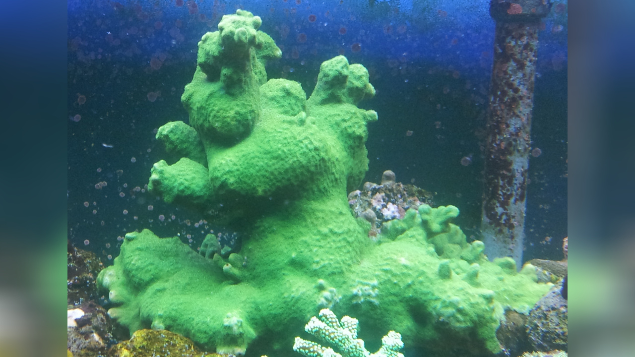 Psammocora nierstraszi Stony Coral