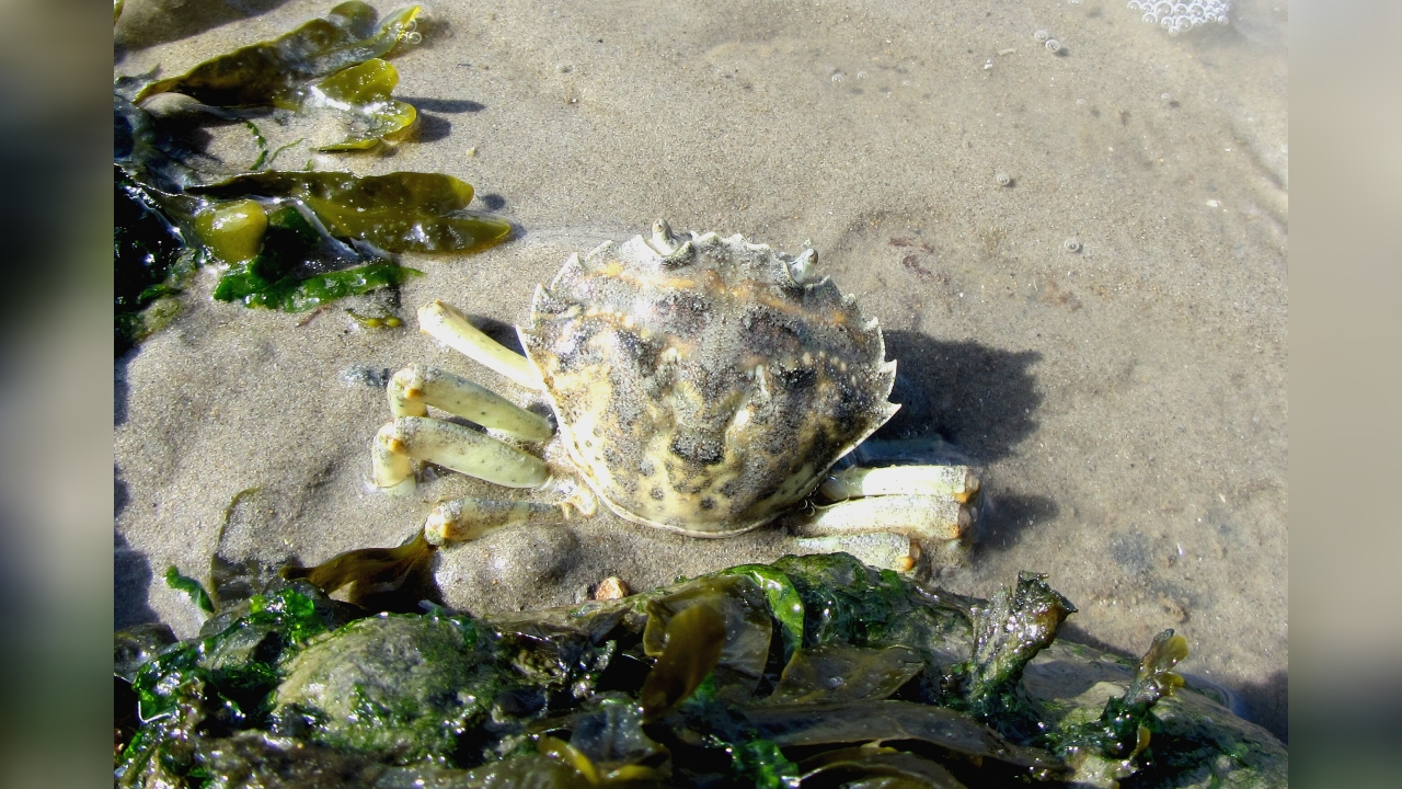 Carcinus maenas Gemeine Strandkrabbe