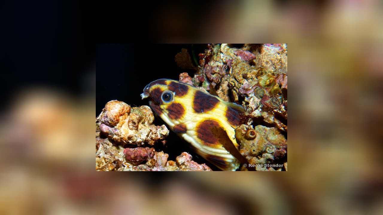 Myrichthys magnificus Magnificent snake eel
