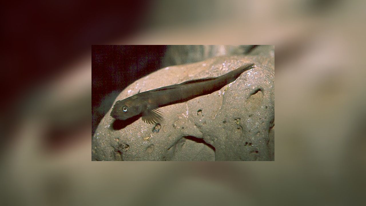 Lentipes concolor Goby