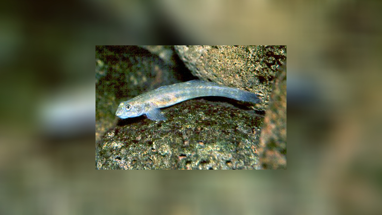 Lentipes concolor Goby