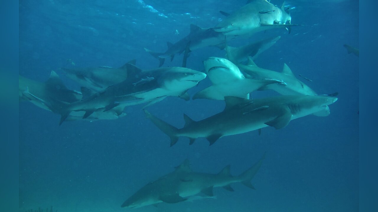 Negaprion acutidens Sicklefin lemon shark