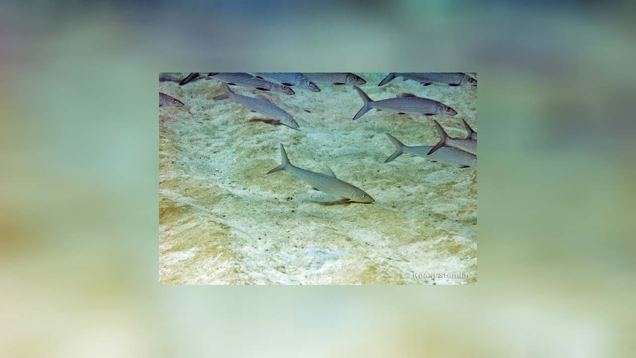 Albula virgata Longjaw bonefisch