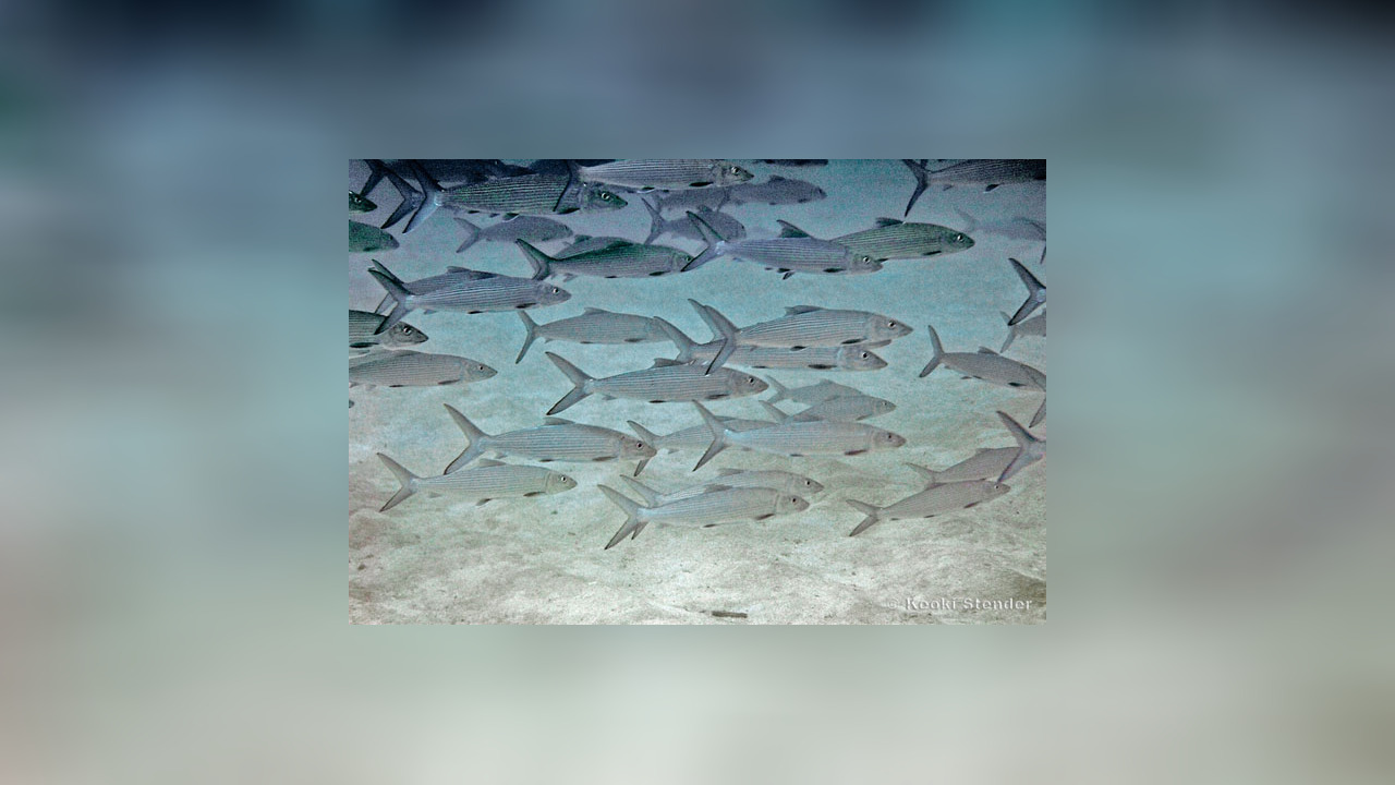 Albula virgata Longjaw bonefisch