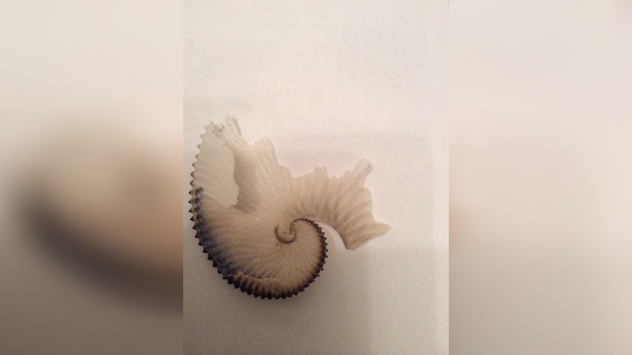 Argonauta sp. Papierboot