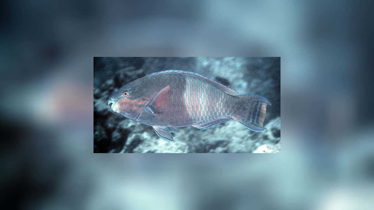 Scarus russelii Papageifisch