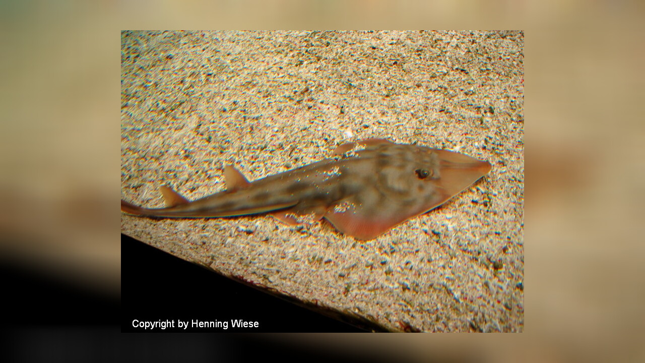 Rhinobatos productus Shovelnose guitarfish